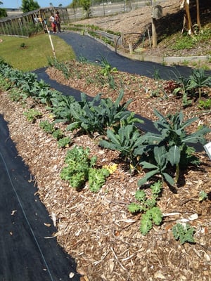 BERRY GOOD FARMS - Updated December 2025 - 22 Photos - 223 Mill Creek ...