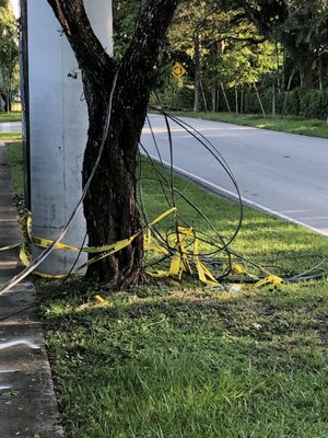 LEWIS TREE SERVICE - Updated December 2025 - 21 Photos & 31 Reviews ...