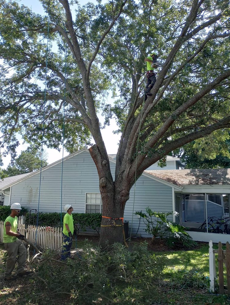 THOMPSON TREE TRIMMING AND REMOVAL SERVICES - Updated July 2024 - Horn ...