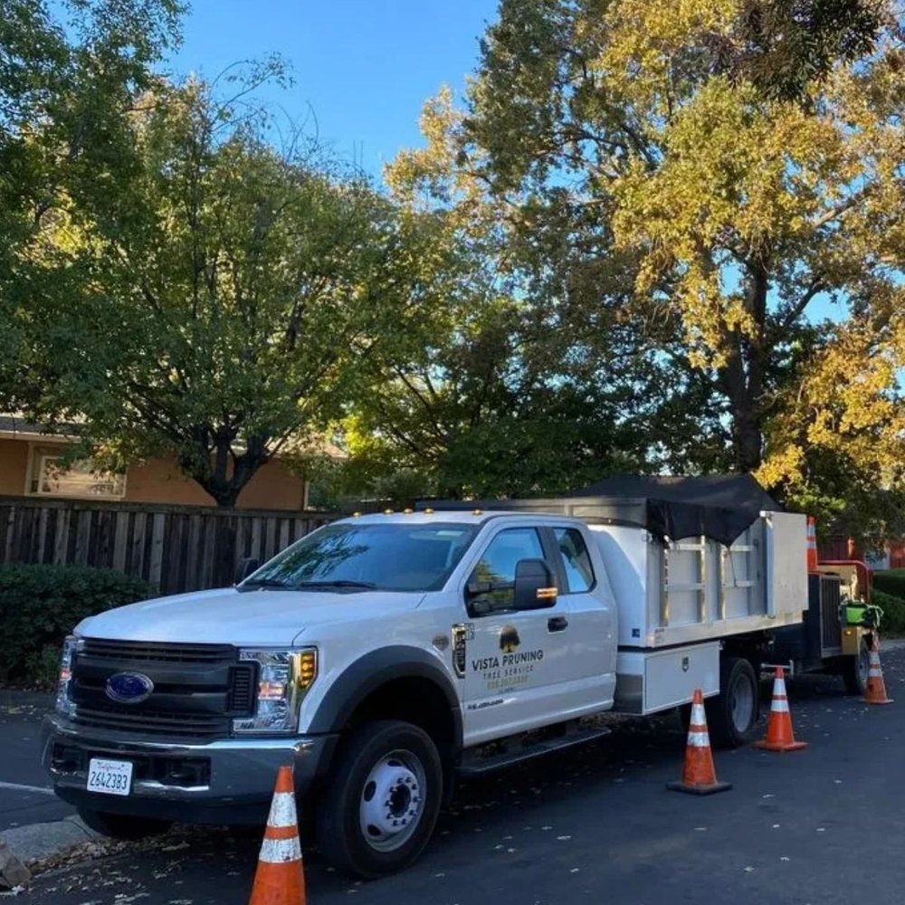 VISTA PRUNING TREE SERVICE - Updated October 2025 - Walnut Creek ...