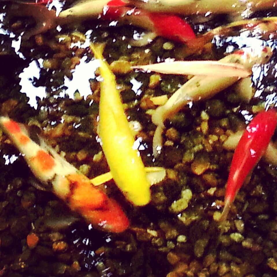 KOI INTERNATIONAL - Updated February 2025 - N Lauderdale, Florida ...