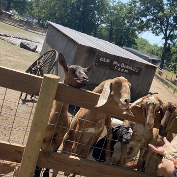 FAWN DOE ROSA - Updated July 2025 - 124 Photos & 42 Reviews - 2131 US ...