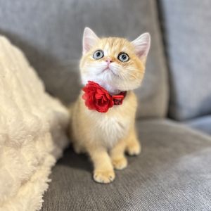 SAN RAMON VETERINARY HOSPITAL - Updated November 2024 - 122 Photos ...