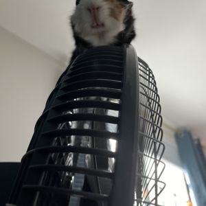 PERFECT PETS - Updated September 2025 - 65 Photos & 101 Reviews - 6840 ...