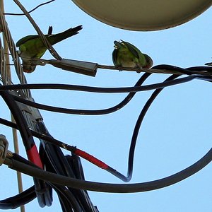 THE WILD PARROTS OF EAST AUSTIN - 34 Photos & 71 Reviews - E 5th St ...