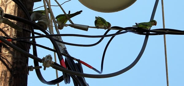 THE WILD PARROTS OF EAST AUSTIN - Updated December 2025 - 35 Photos ...