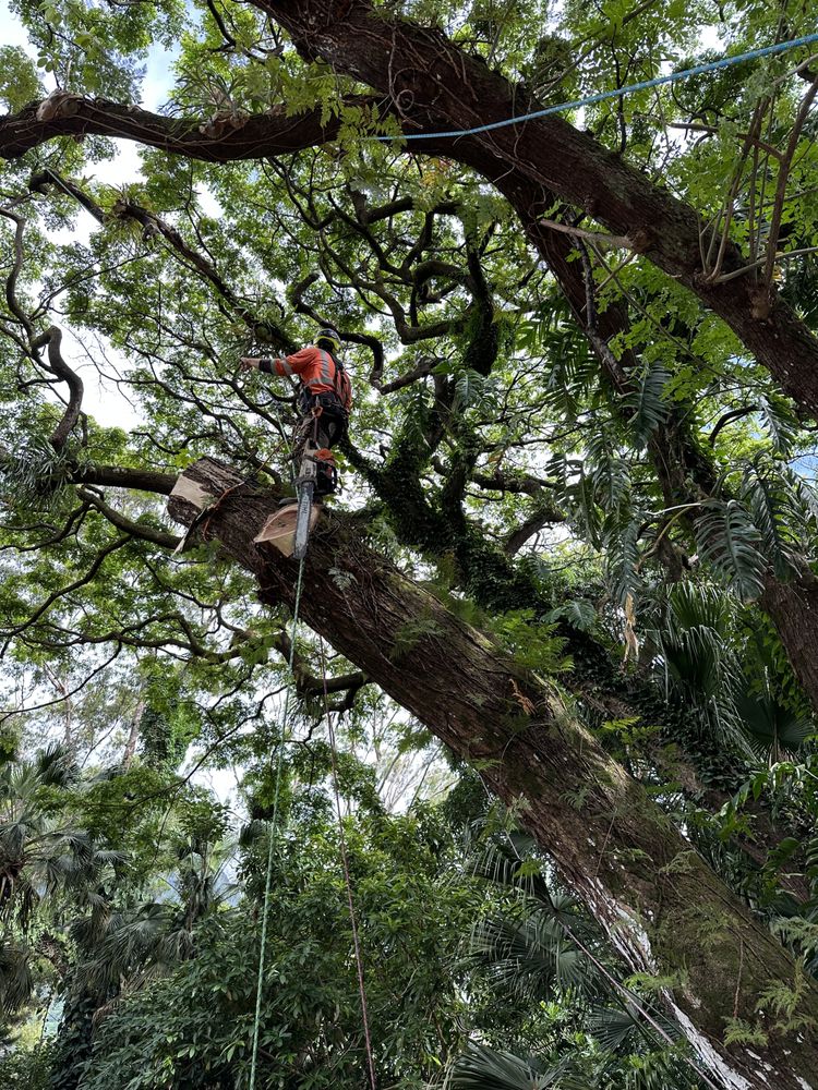 ISLAND TREES - 171 Photos & 51 Reviews - Kailua, Hawaii - Tree Services ...