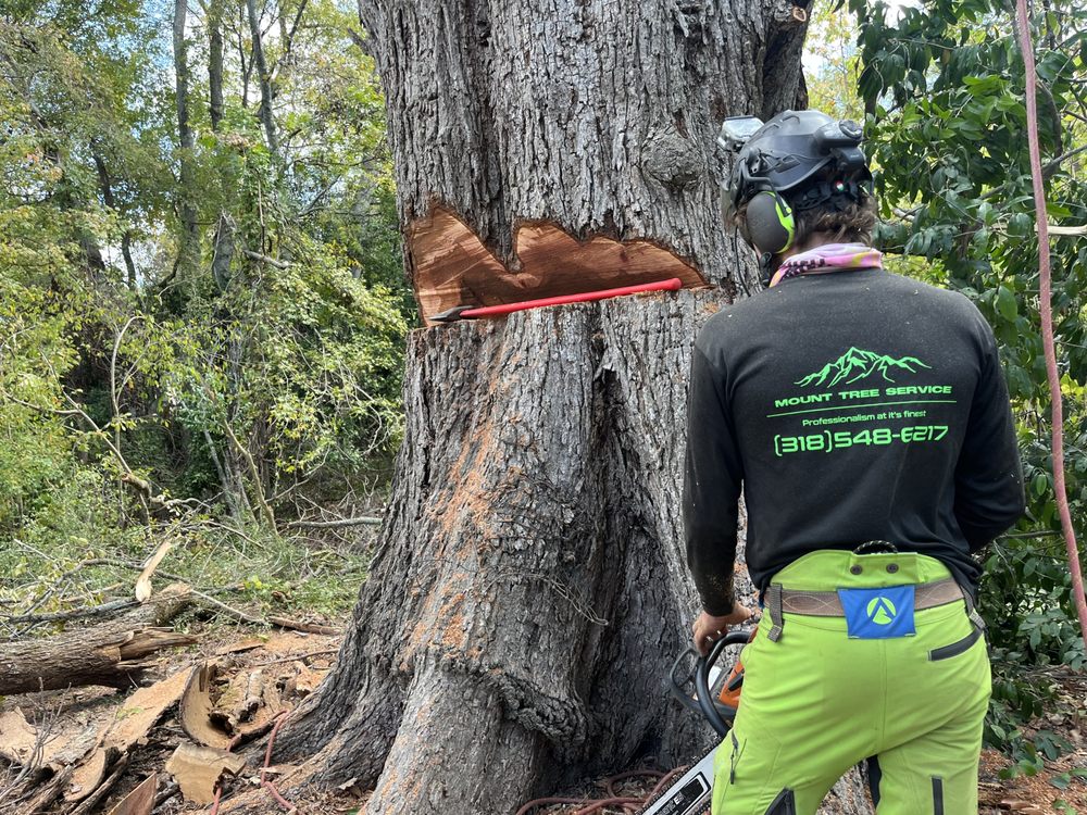 MOUNT TREE SERVICE - Updated March 2025 - Request a Quote - 18 Photos ...