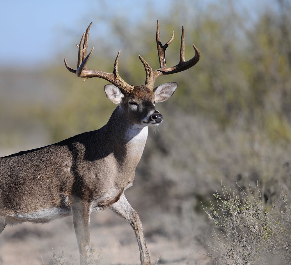 WOLF CAMERA AND PHOTO DESIGN - Updated July 2024 - 24 Photos & 50 ...