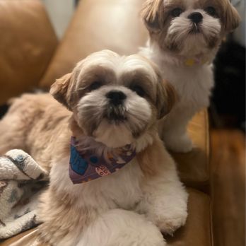 BLUE POOCH - 738 Photos & 298 Reviews - 11737 W Pico Blvd, Los Angeles ...