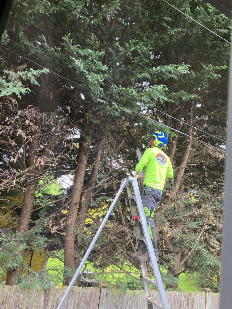 HONEST ARBORIST - Updated October 2025 - 12 Photos & 13 Reviews ...