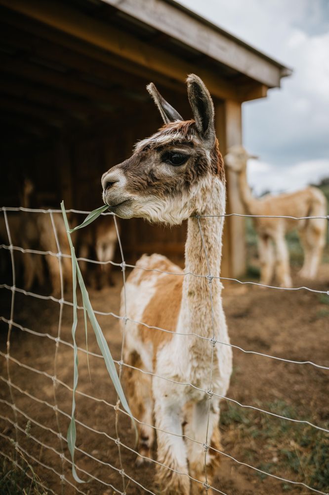 ALPACA MOUNTAIN EVENT CENTER - Updated July 2025 - 16 Photos - 1108 ...