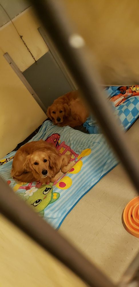 PAWS INN AND RESORT - Updated August 2025 - 19 Photos - S92 W19918 ...