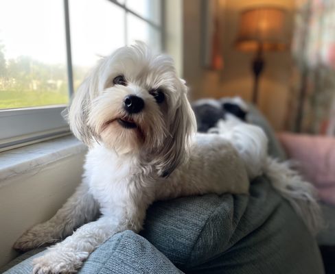 YUPPY PUPPY HAVANESE - Updated December 2025 - 21 Photos & 19 Reviews ...