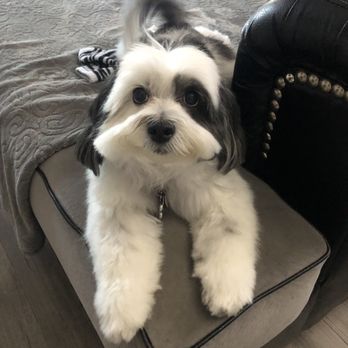 BUBBLY PAWS - Updated July 2024 - 26 Photos & 26 Reviews - 22421 El ...