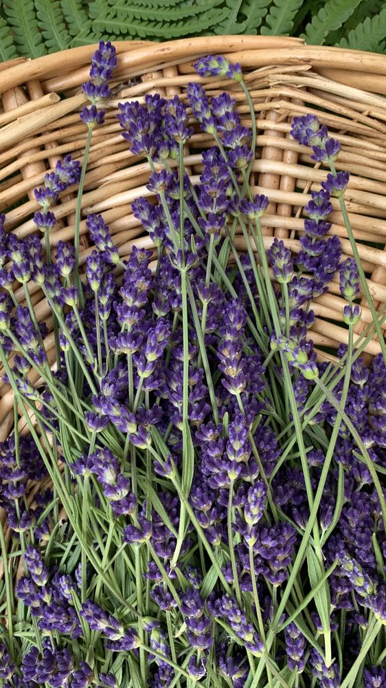 ELF LEAF FARM - Updated September 2025 - 10 Photos - 141 N Campbell Rd ...