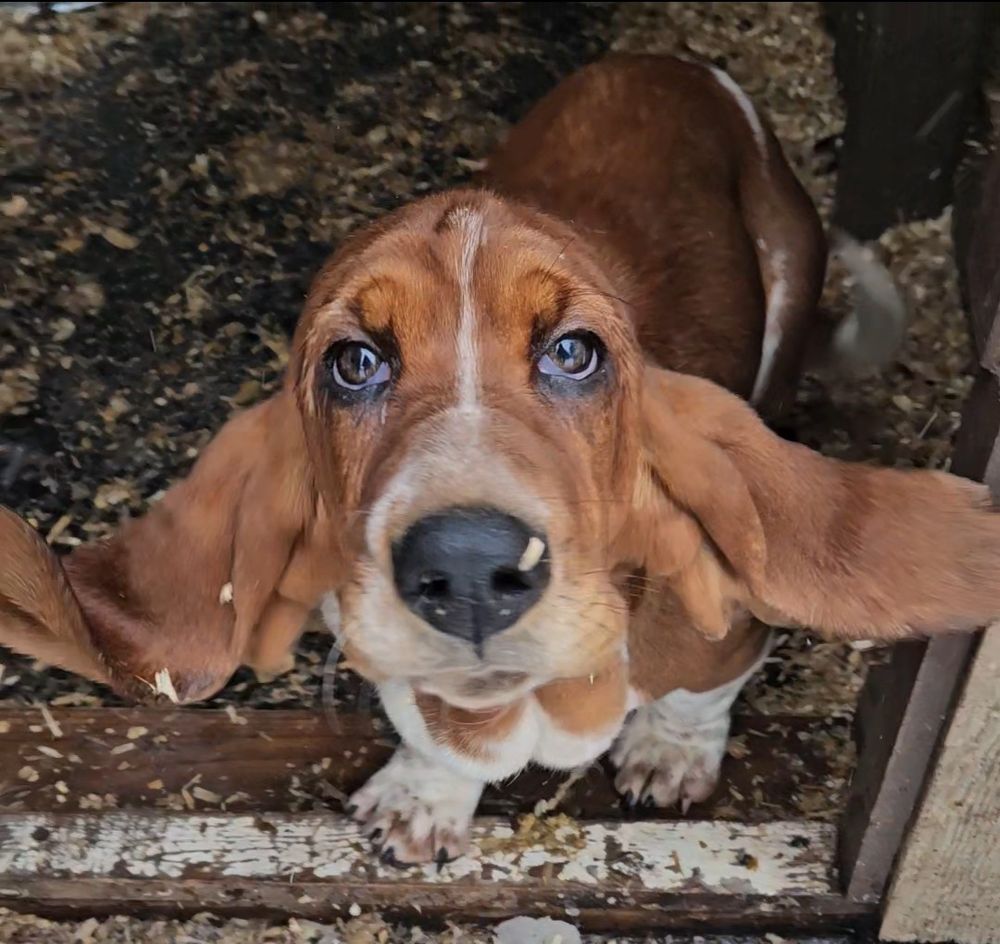 PLEASANT BAY BASSET HOUNDS - Updated May 2026 - 12 Photos - Pleasant ...