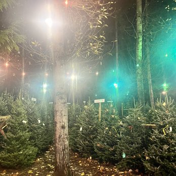 DONNA’S TREES - Updated December 2025 - 38 Photos & 30 Reviews - 18601 ...