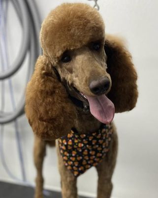 ZOOMIN GROOMIN - NORFOLK, VA - Updated July 2025 - 18 Photos & 11 ...