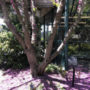 JC RAULSTON ARBORETUM - 523 Photos & 96 Reviews - 4415 Beryl Rd ...