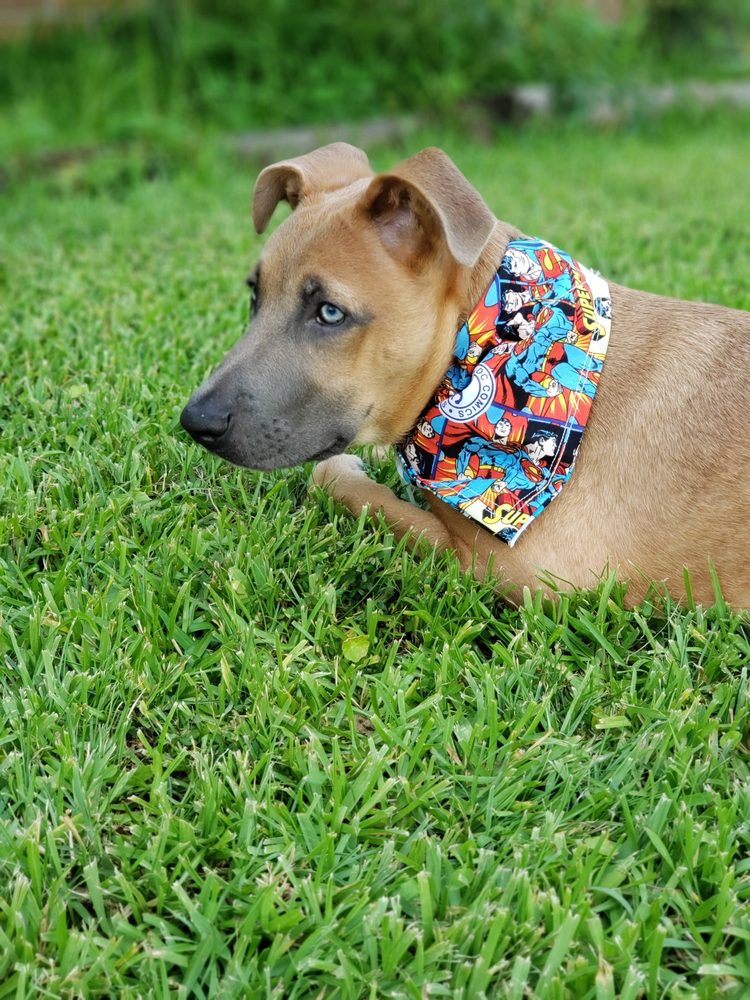 TRIMBLE AND TWITCH - Updated July 2025 - Orange, Texas - Dog Walkers - Yelp