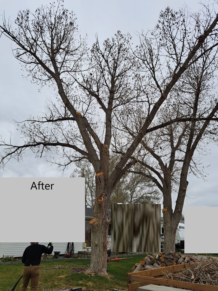 APEX TREE MANAGEMENT - Updated October 2025 - 24 Photos - Casper ...