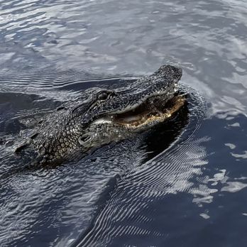 GULF COAST GATOR RANCH & TOURS - Updated December 2025 - 241 Photos ...