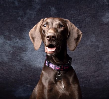 THE RED FERN PET LODGE - Updated December 2024 - 40 Photos & 21 Reviews ...