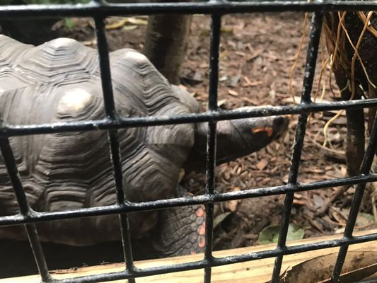 CAPRON PARK ZOO - 154 Photos & 74 Reviews - Zoos - 201 County St ...