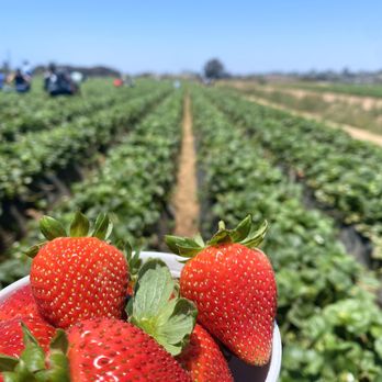 Carlsbad Strawberry Company Updated September 2024 1852 Photos
