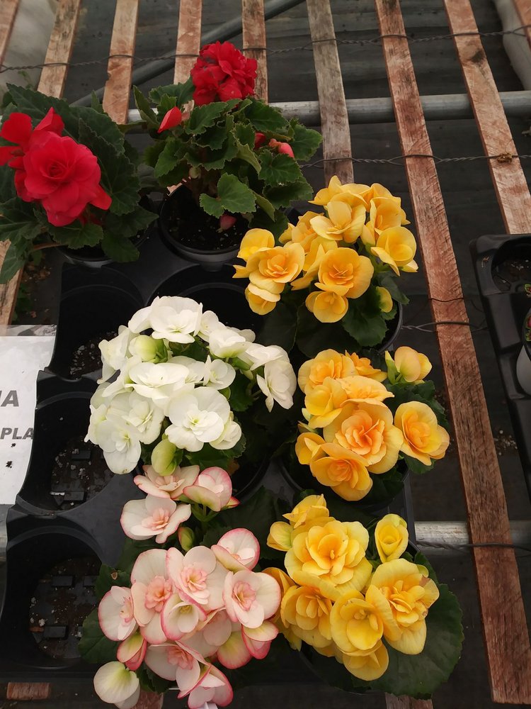 LYN’S FLOWERS AND GARDEN - Updated September 2025 - 24 Photos - 11040 ...