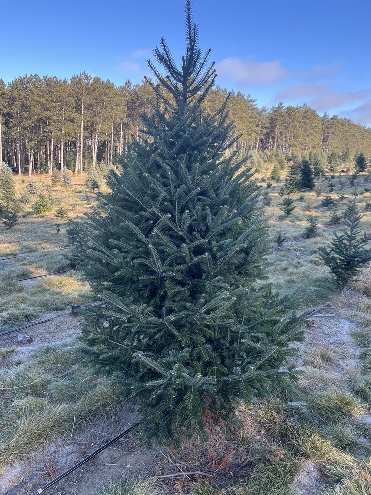 HANSEN TREE FARM - Updated December 2025 - 10 Photos - 7440 Alpine Dr ...