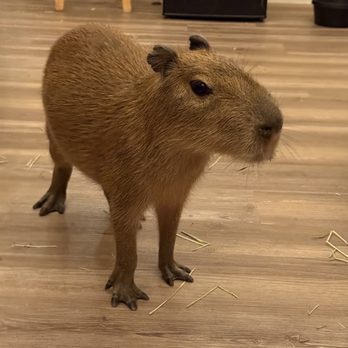 THE CAPYBARA CAFE - Updated December 2025 - 160 Photos & 40 Reviews ...