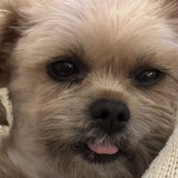 POSH PETS RESCUE - Updated June 2025 - 419 Photos & 272 Reviews - 770 ...