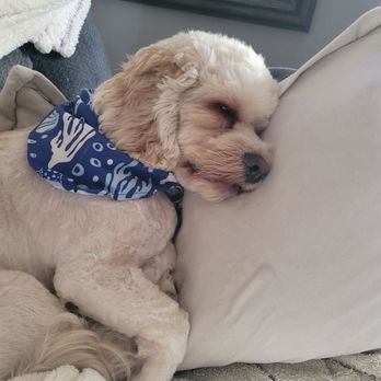 VIP DOG GROOMING - Updated June 2024 - 882 Photos & 647 Reviews - 6901 ...