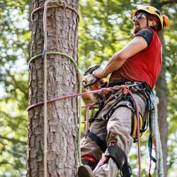 Best Arborists Near Me - January 2024: Find Nearby Arborists Reviews - Yelp