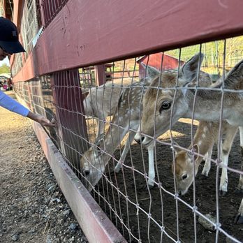 SILVERMAN’S FARM - Updated July 2025 - 185 Photos & 135 Reviews - 451 ...