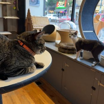 DENVER CAT COMPANY - Updated September 2025 - 597 Photos & 260 Reviews ...