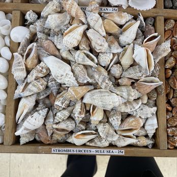 THE SHELL SHOP - Updated December 2025 - 217 Photos & 141 Reviews - 590 ...