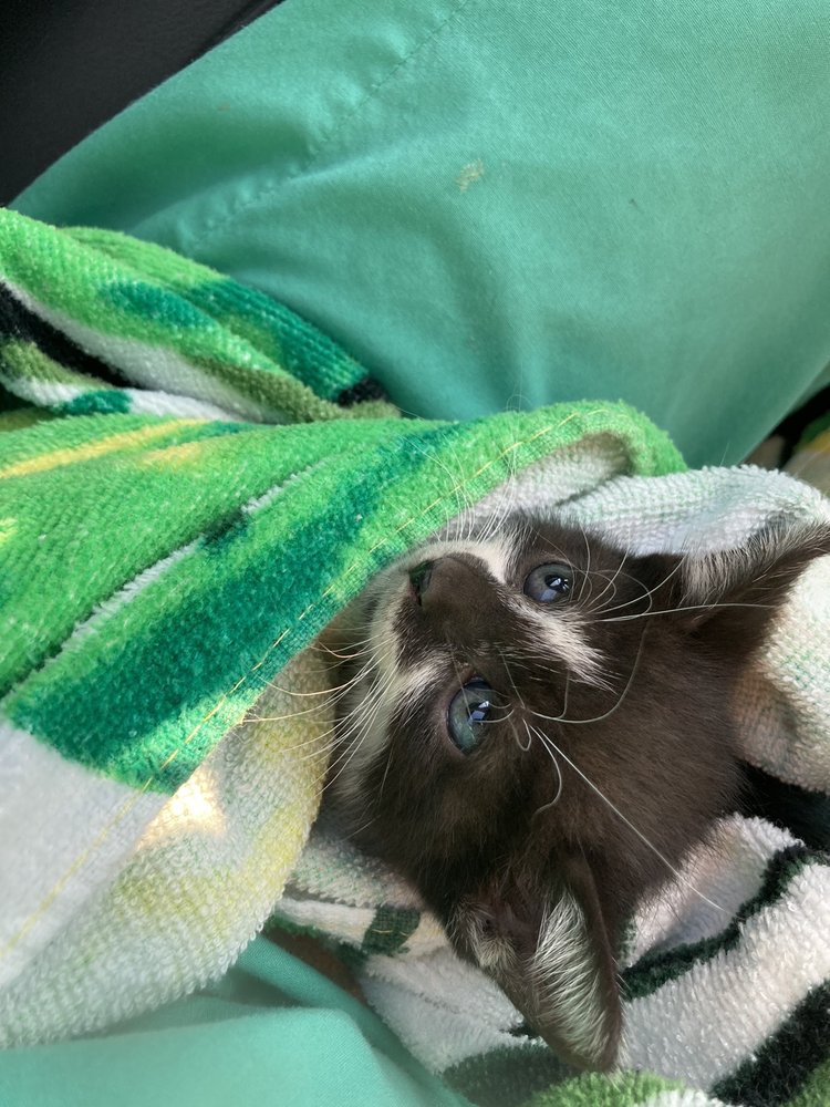 CITY DOGS - CLEVELAND - Updated April 2025 - 19 Photos - 9203 Detroit ...