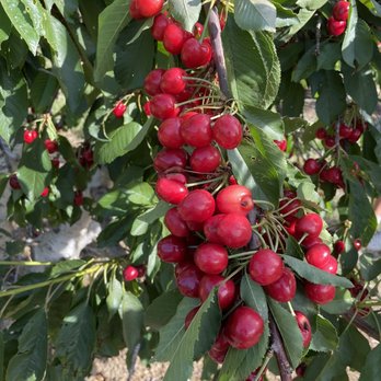 FREITAS CHERRY RANCH - Updated May 2025 - 39 Photos & 50 Reviews - 555 ...