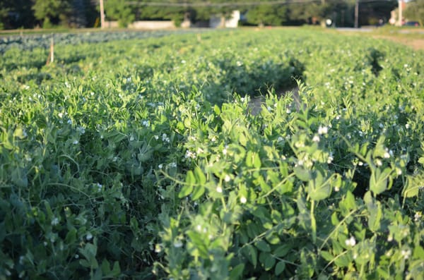 BERBERIAN’S FARM - Updated January 2026 - 15 Photos & 32 Reviews - 68 ...