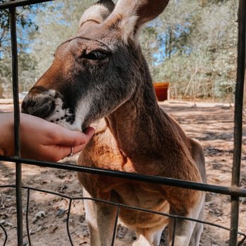 GATORS & FRIENDS - Updated August 2025 - 207 Photos & 58 Reviews ...