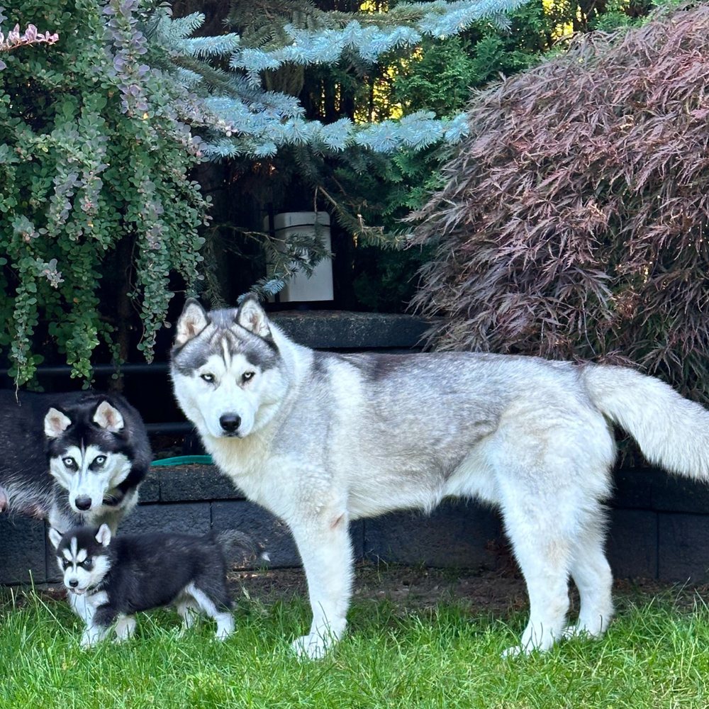 NORTHERN LIGHTS HUSKY HAVEN - Updated January 2026 - Request Information - Maple Ridge, British ...