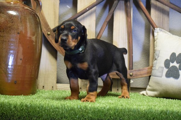 DOBERMAN SIERRA DOBIE FARMS - Updated January 2026 - 75 Photos - 1007 ...