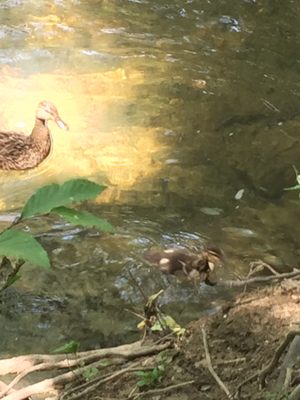 LORIMER PARK - 26 Photos - 183 Moredon Rd, Montgomery County ...