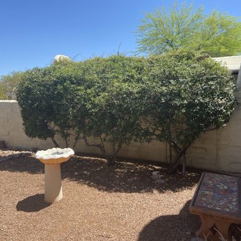 TREE MONKEY TREE TRIMMING - Updated September 2025 - 109 Photos & 67 ...