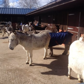 THE DONKEY SANCTUARY MANCHESTER - Updated November 2024 - 11 Photos ...