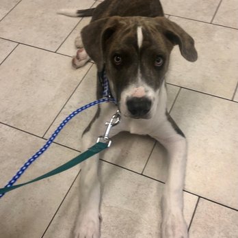 CHENEY ANIMAL CLINIC - Updated January 2026 - 29 Reviews - 455 Cheney ...