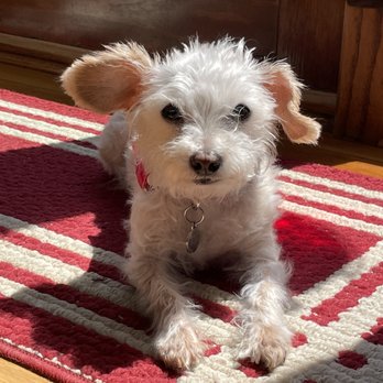 MSPCA ANGELL - Updated June 2024 - 82 Photos & 715 Reviews - 350 S ...